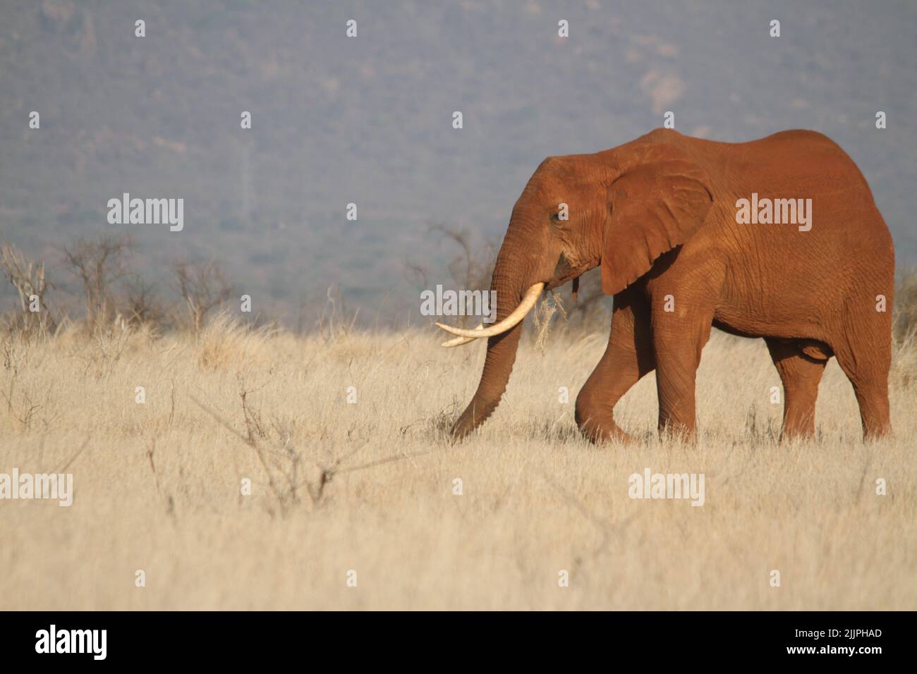 An elephant standing alone in a field during daytime Stock Photo - Alamy