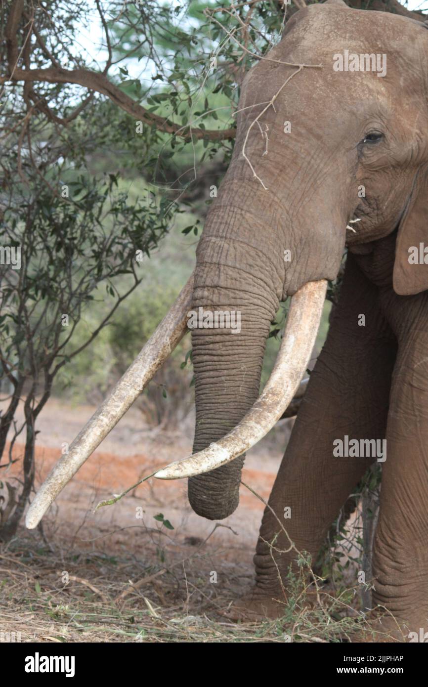 A vertical shot of an elephant under tree in animals park Stock Photo ...