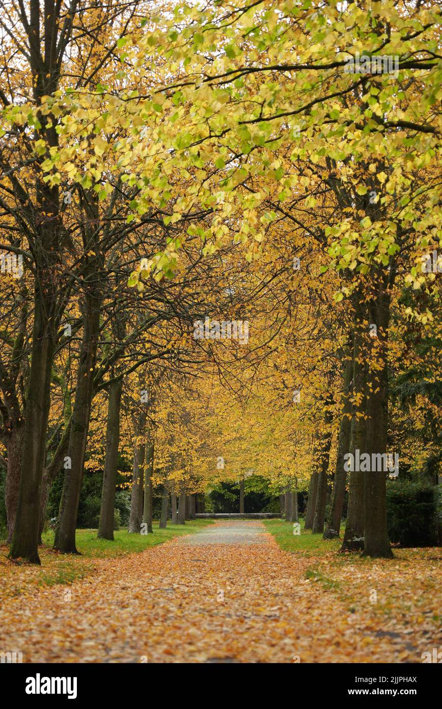 Surrounded by tree hi-res stock photography and images - Alamy