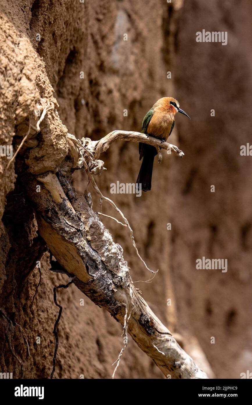 A shallow focus shot of a White-fronted bee-eater bird standing on a ...