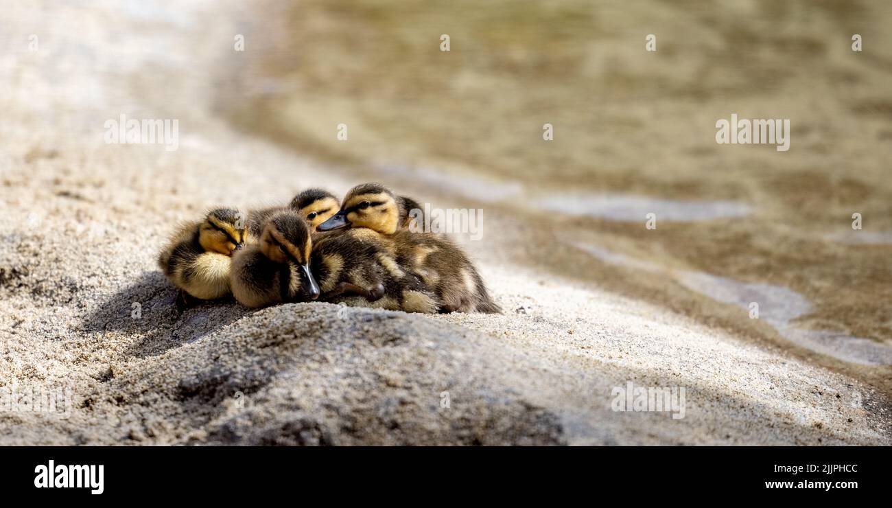 Ducklings huddled together hi-res stock photography and images - Alamy