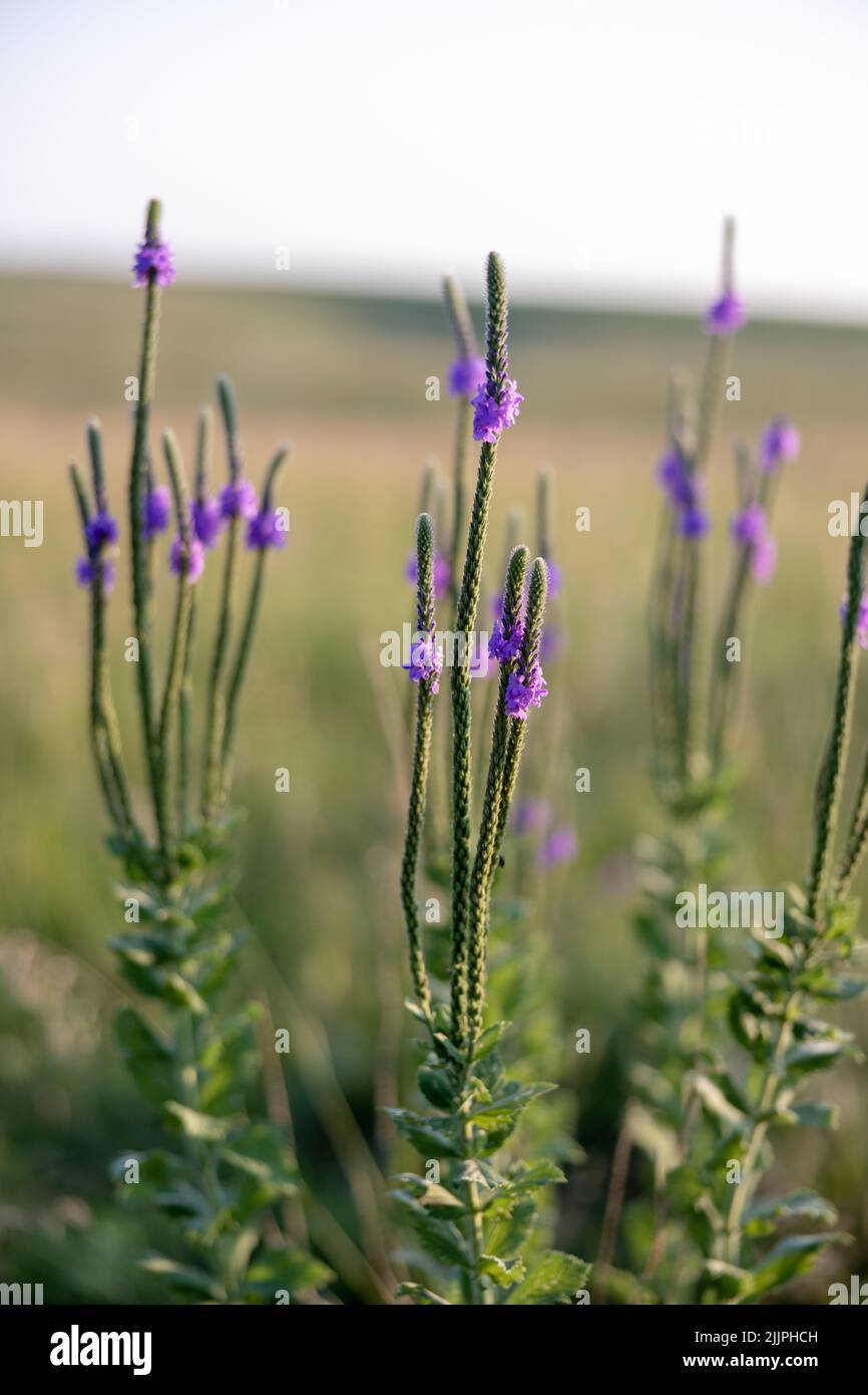 Blue vervain hi-res stock photography and images - Alamy