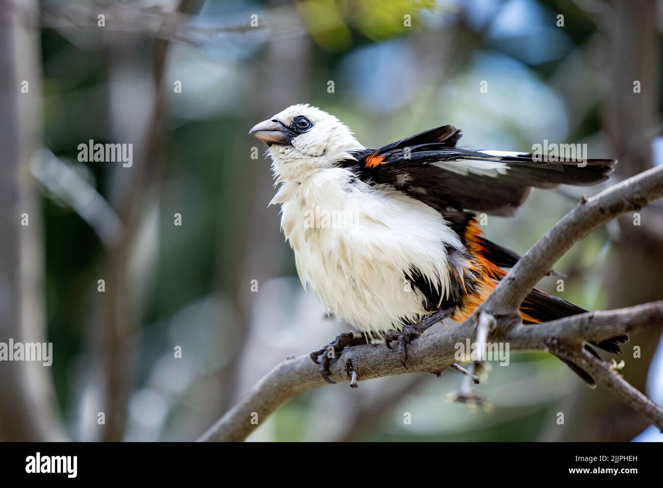 A shallow focus of a White-headed buffalo weaver on a tree branch Stock ...