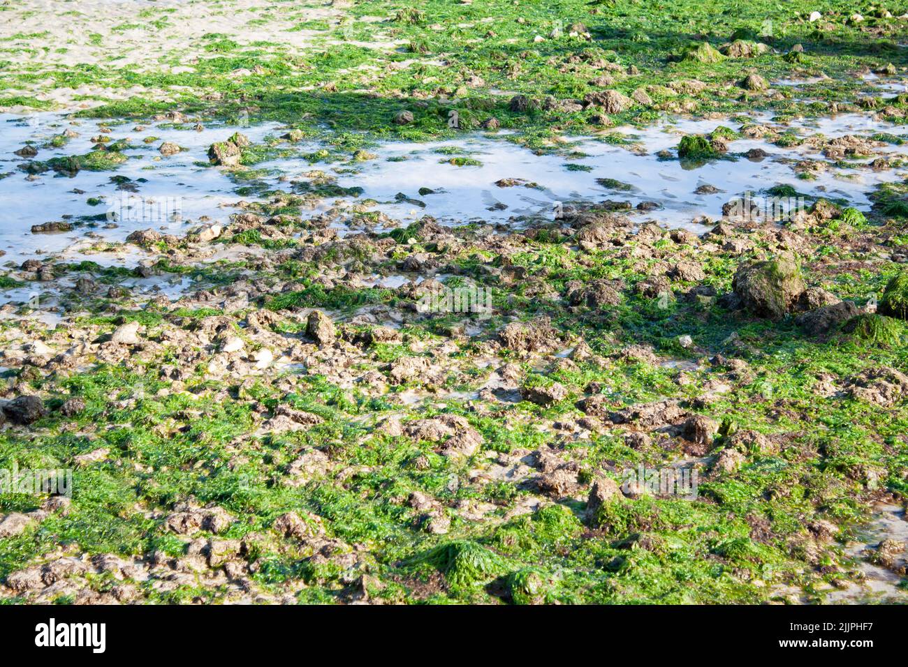 Green alga hi-res stock photography and images - Alamy