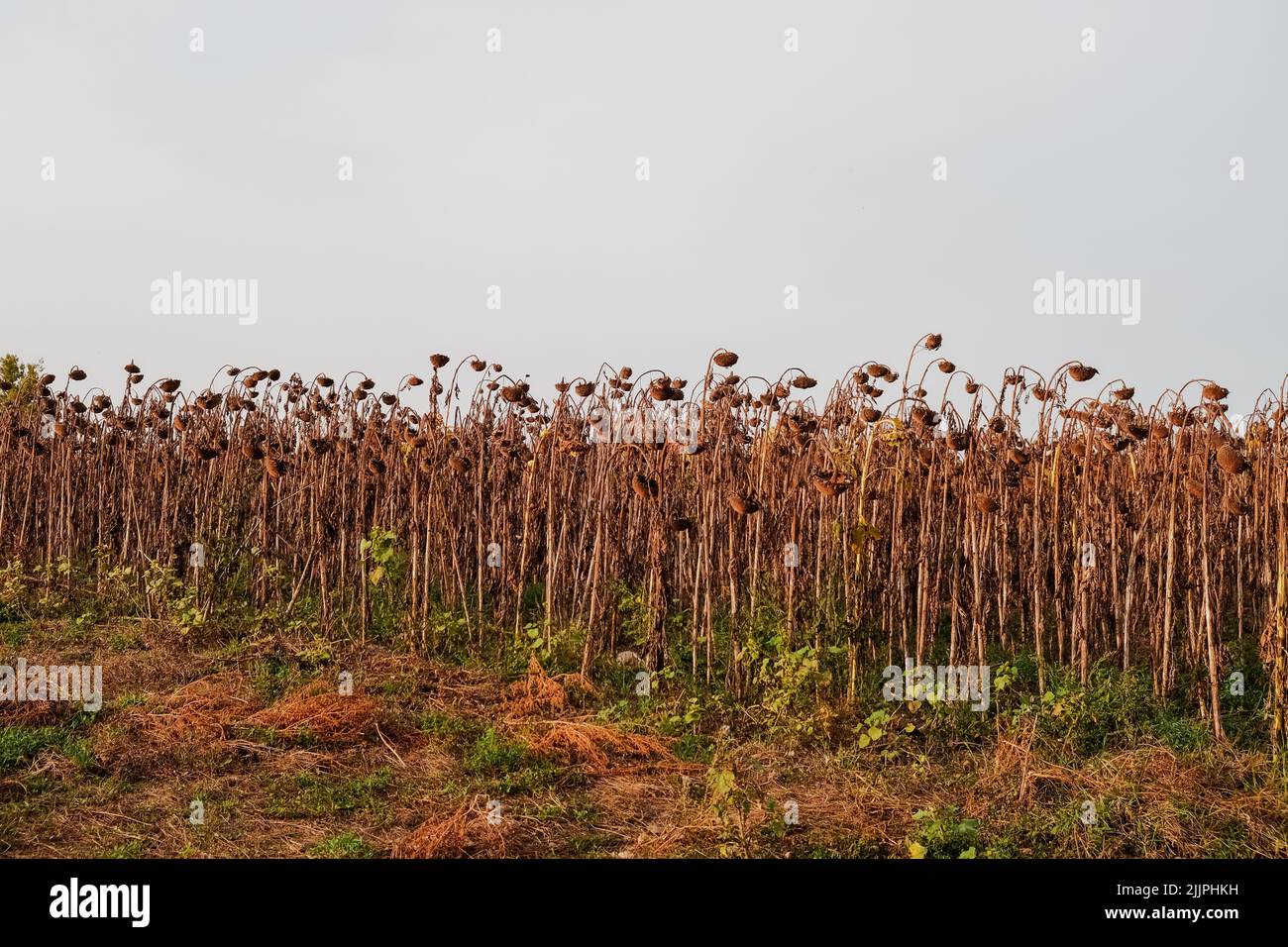 A dry field of Phragmites australis plant Stock Photo - Alamy