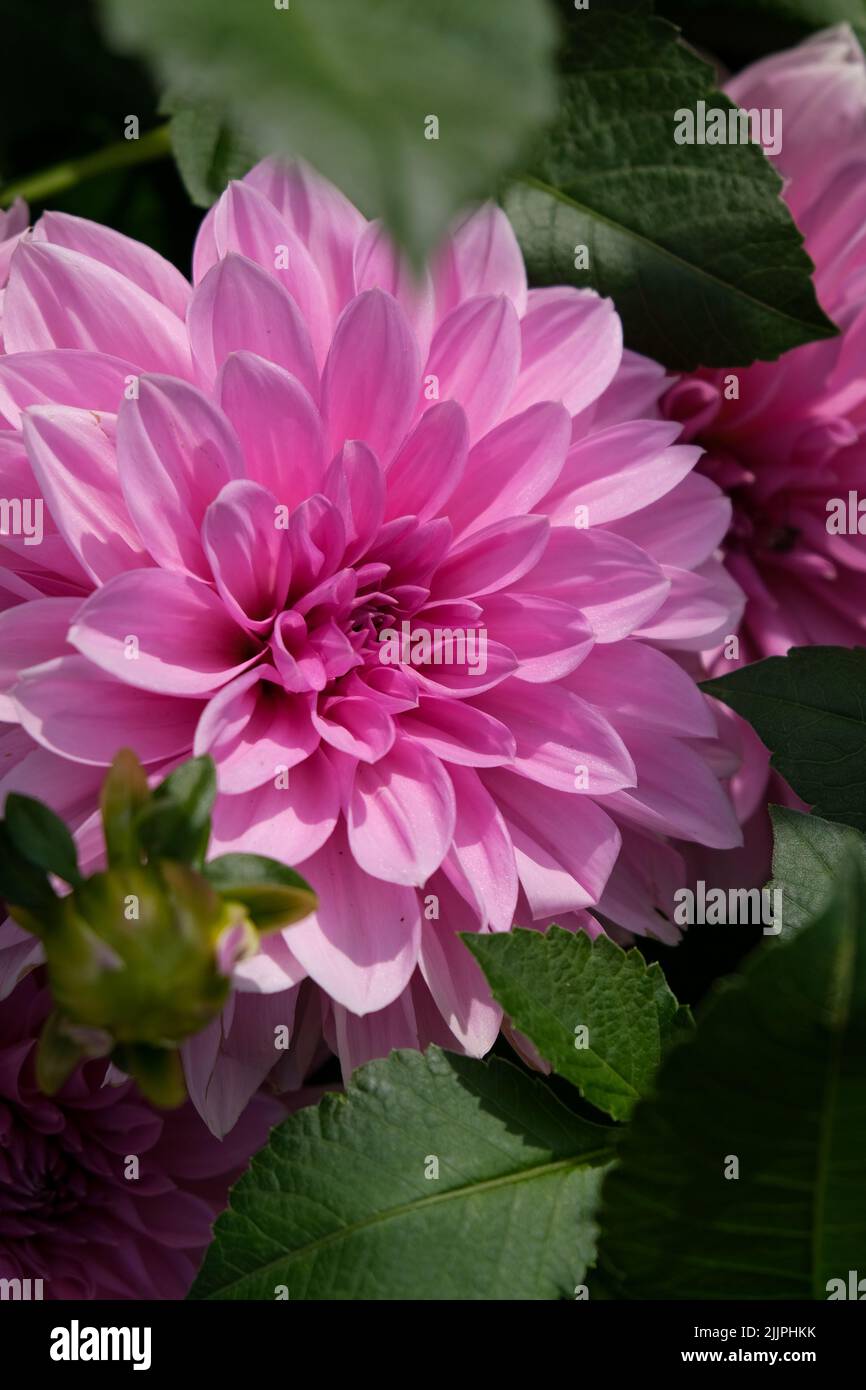 Big pink bloom hi-res stock photography and images - Alamy