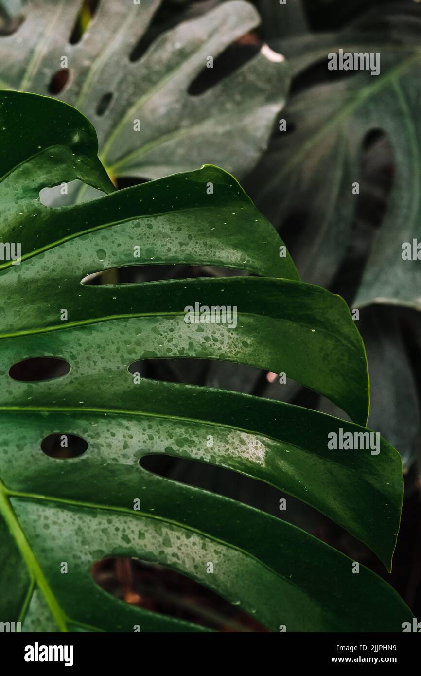 A vertical closeup of Monstera leaves. Botanical Garden of Iasi ...