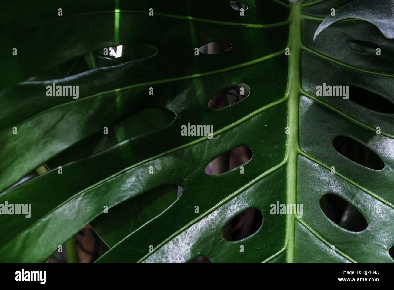 Detail of monstera leaf hi-res stock photography and images - Alamy