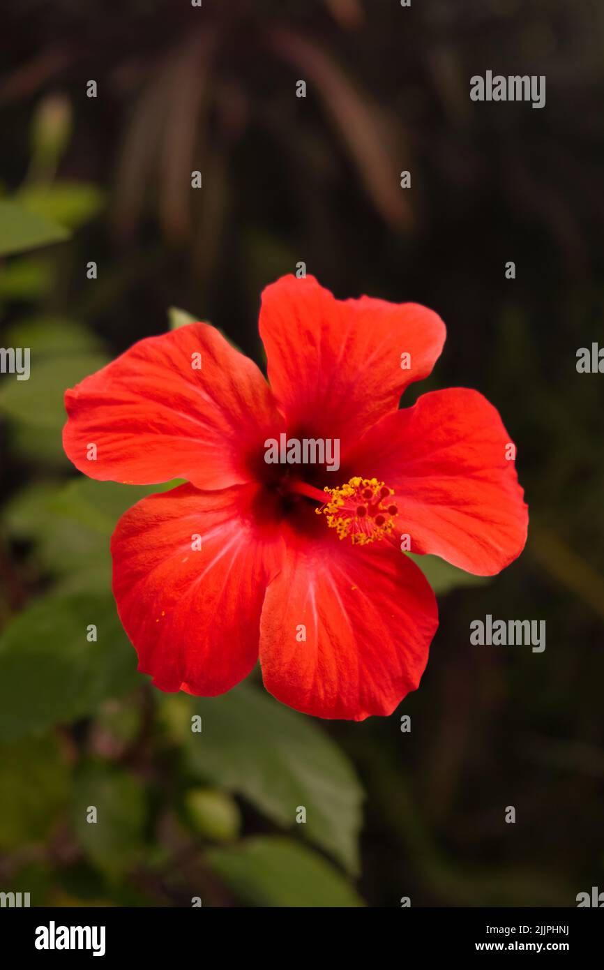 A vertical closeup of Hibiscus rosa-sinensis. Botanical Garden of Iasi ...