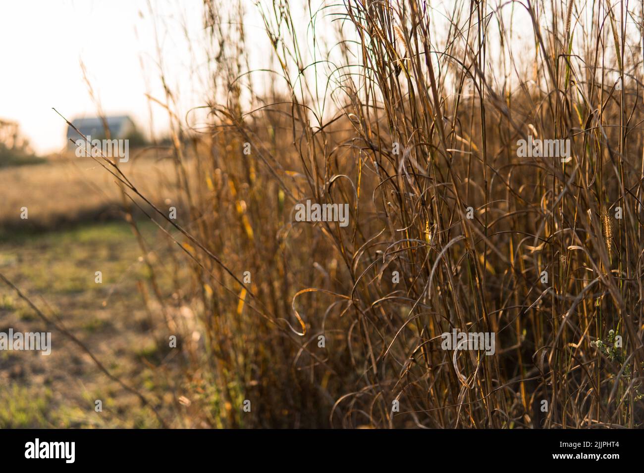 A beautiful view of dried up grass in the field in Naples, Florida ...