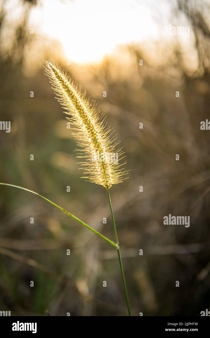Foxtail plant hi-res stock photography and images - Alamy