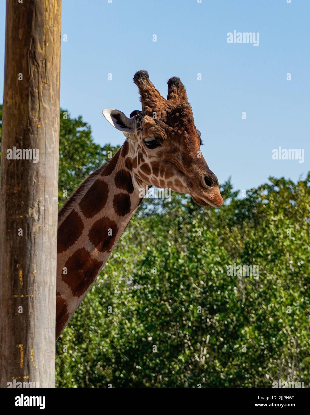 A vertical shot of a cute giraffe in Naples, Florida Stock Photo - Alamy