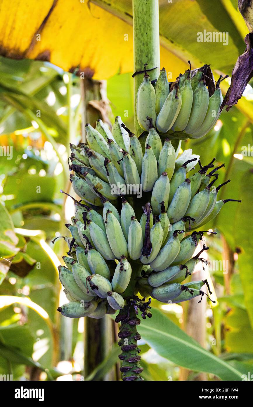 Florida banana hi-res stock photography and images - Alamy
