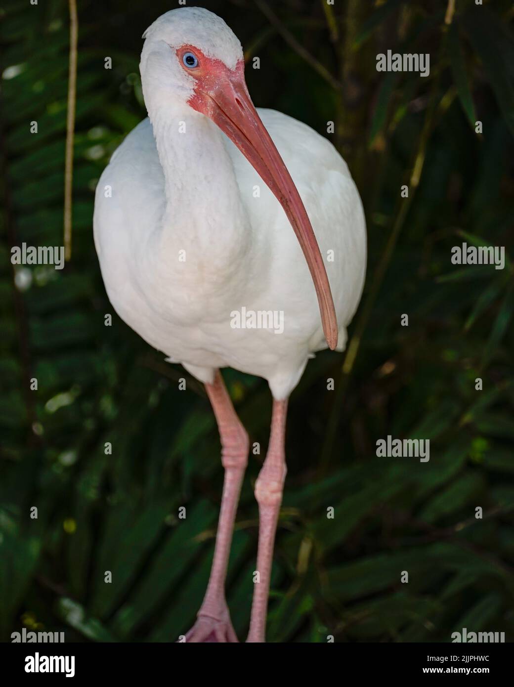 A vertical shot of a cute white Ibis bird in Naples, Florida Stock ...