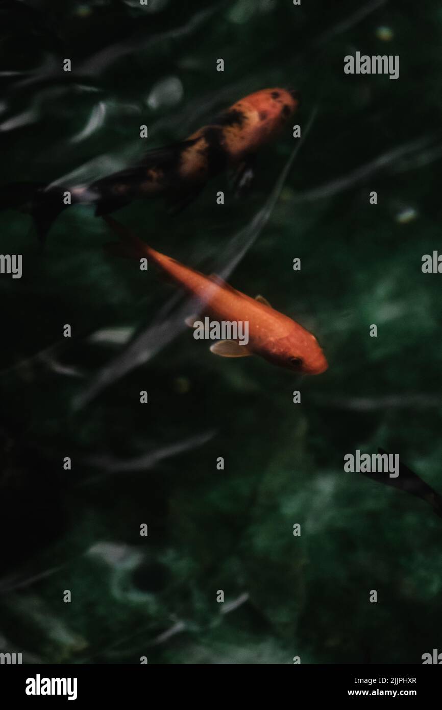 A vertical closeup of the beautiful fish swimming in the pond ...