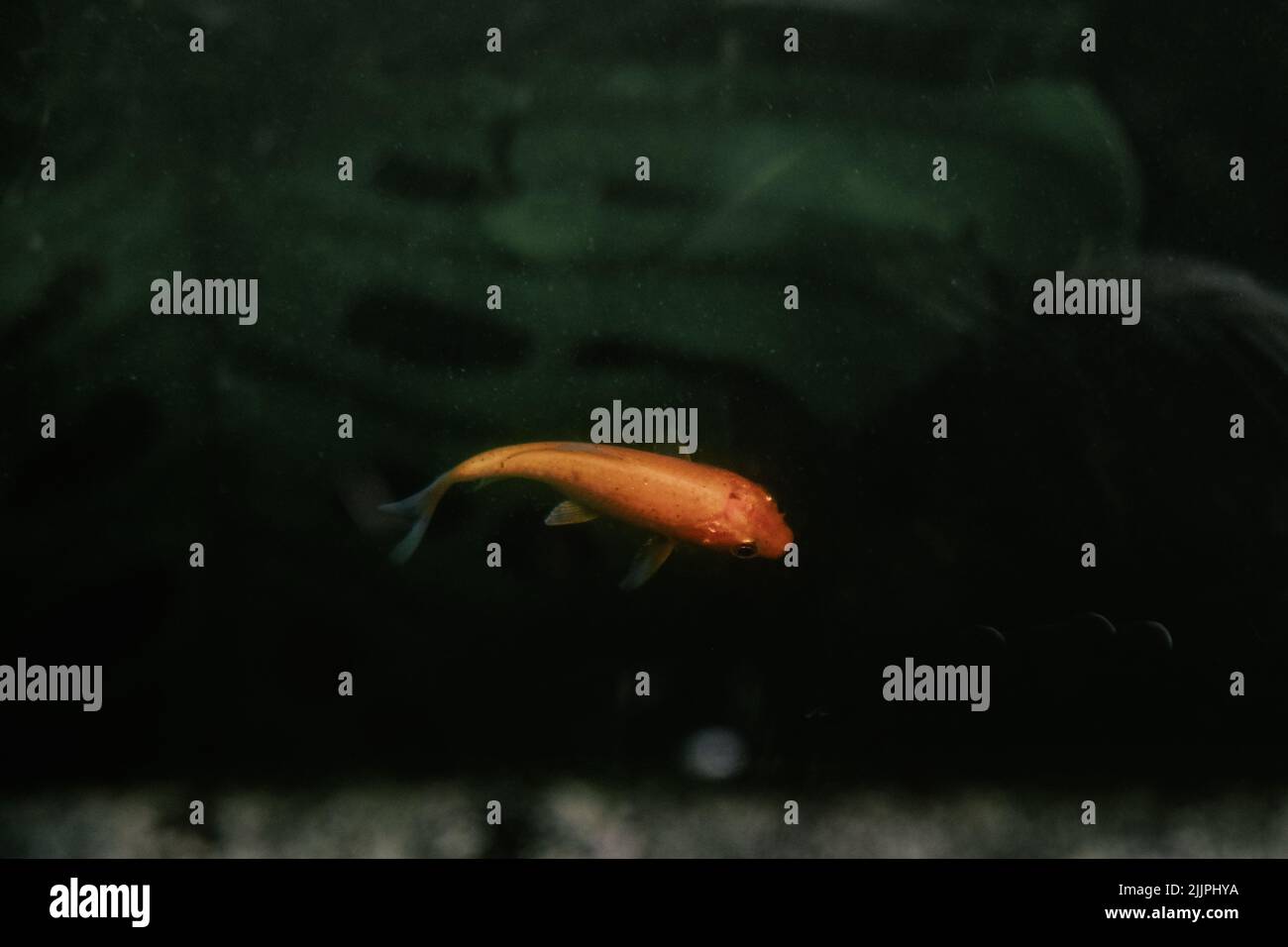 A closeup of the beautiful fish swimming in the pond. Botanical Garden ...