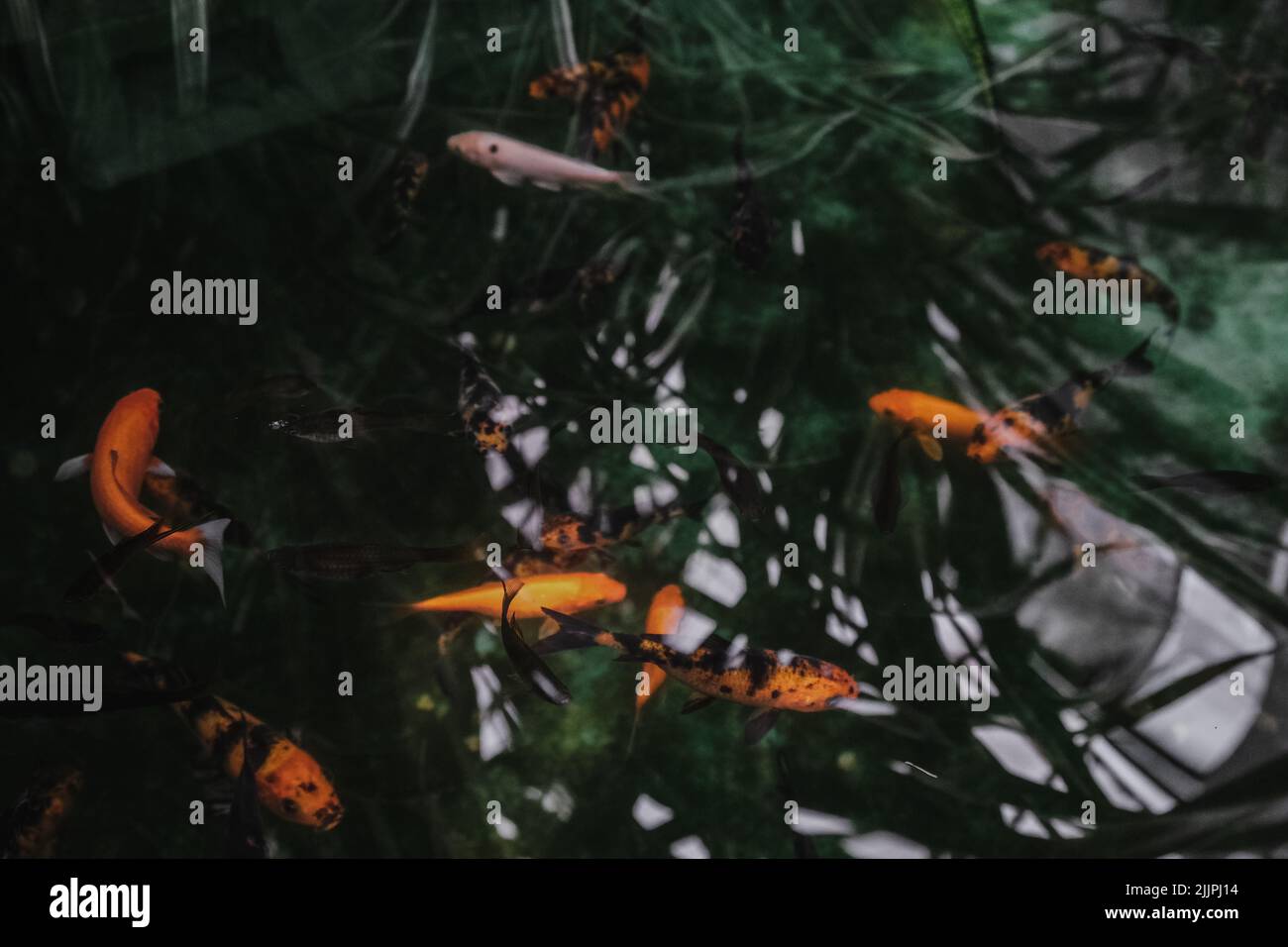 Selected aquarium fish hi-res stock photography and images - Alamy