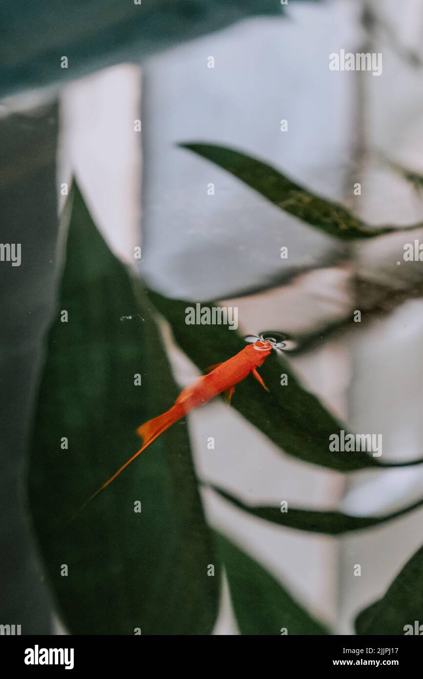 A vertical closeup of the beautiful fish swimming in the pond ...