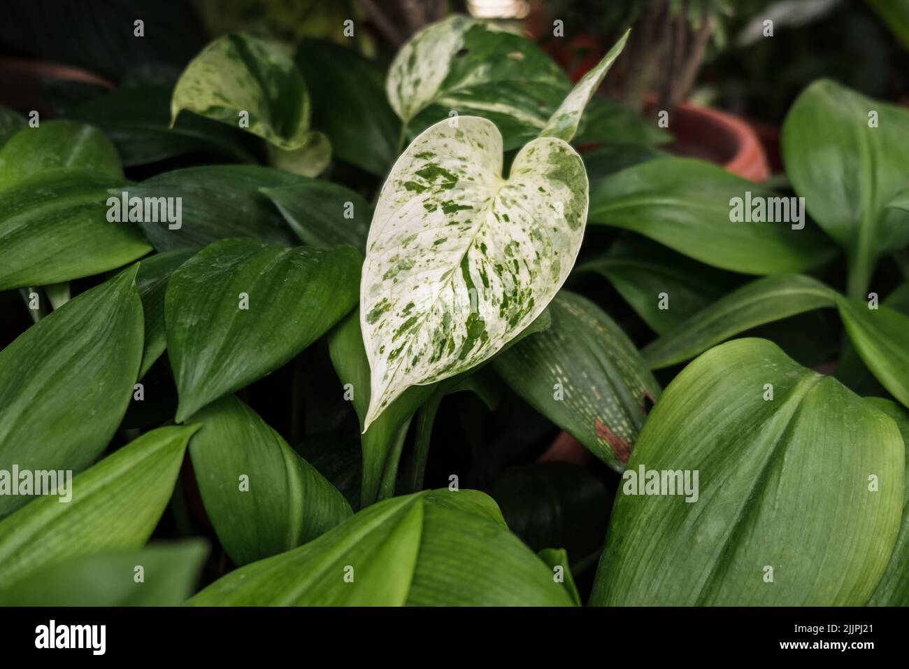 Epipremnum Aureum Flower