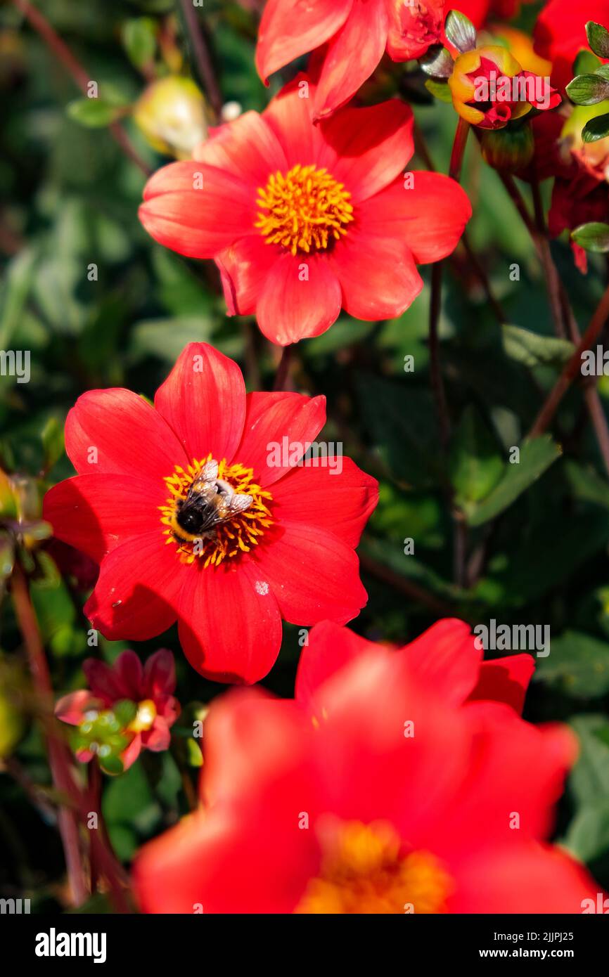 A vertical closeup of the bee on flowers. Botanical Garden of Iasi ...