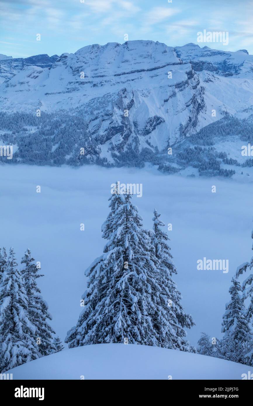 A vertical shot of beautiful pine trees covered in a layer of snow in ...