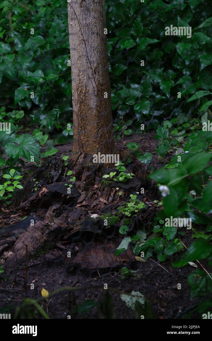A vertical shot of a tree bark and roots among green leafy plants Stock ...