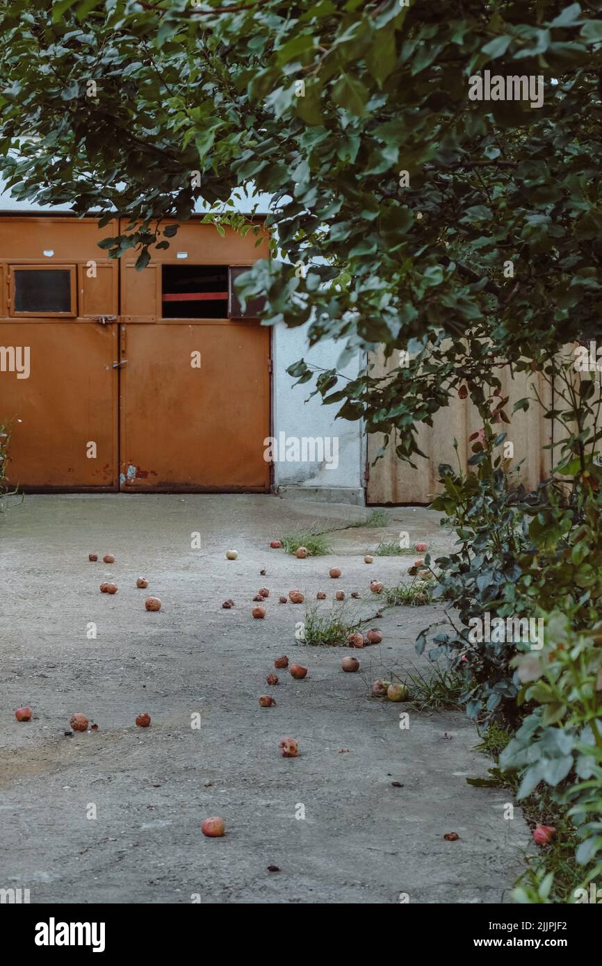 Empty apple tree hi-res stock photography and images - Alamy