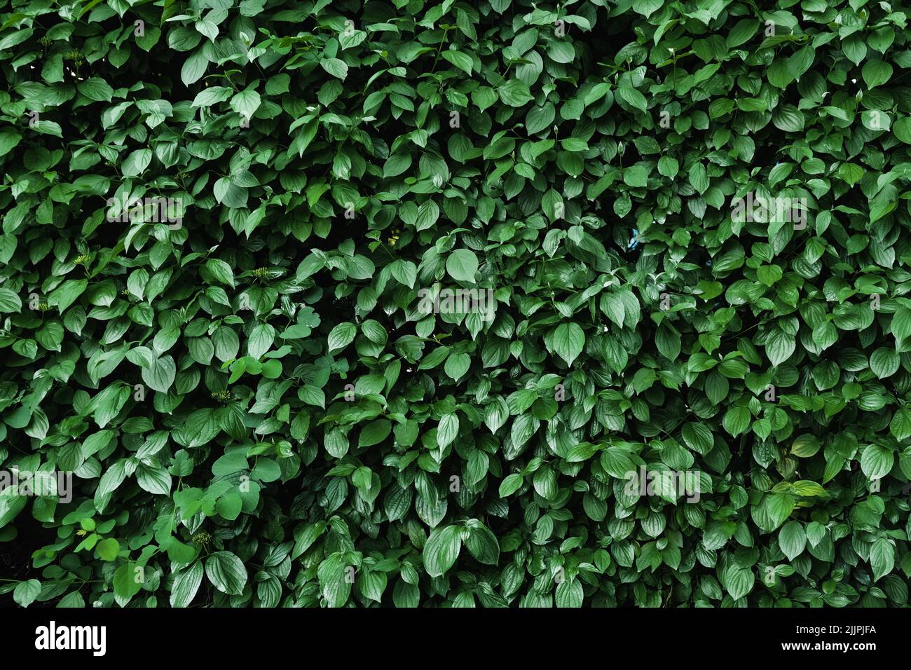 Leafy texture hi-res stock photography and images - Alamy