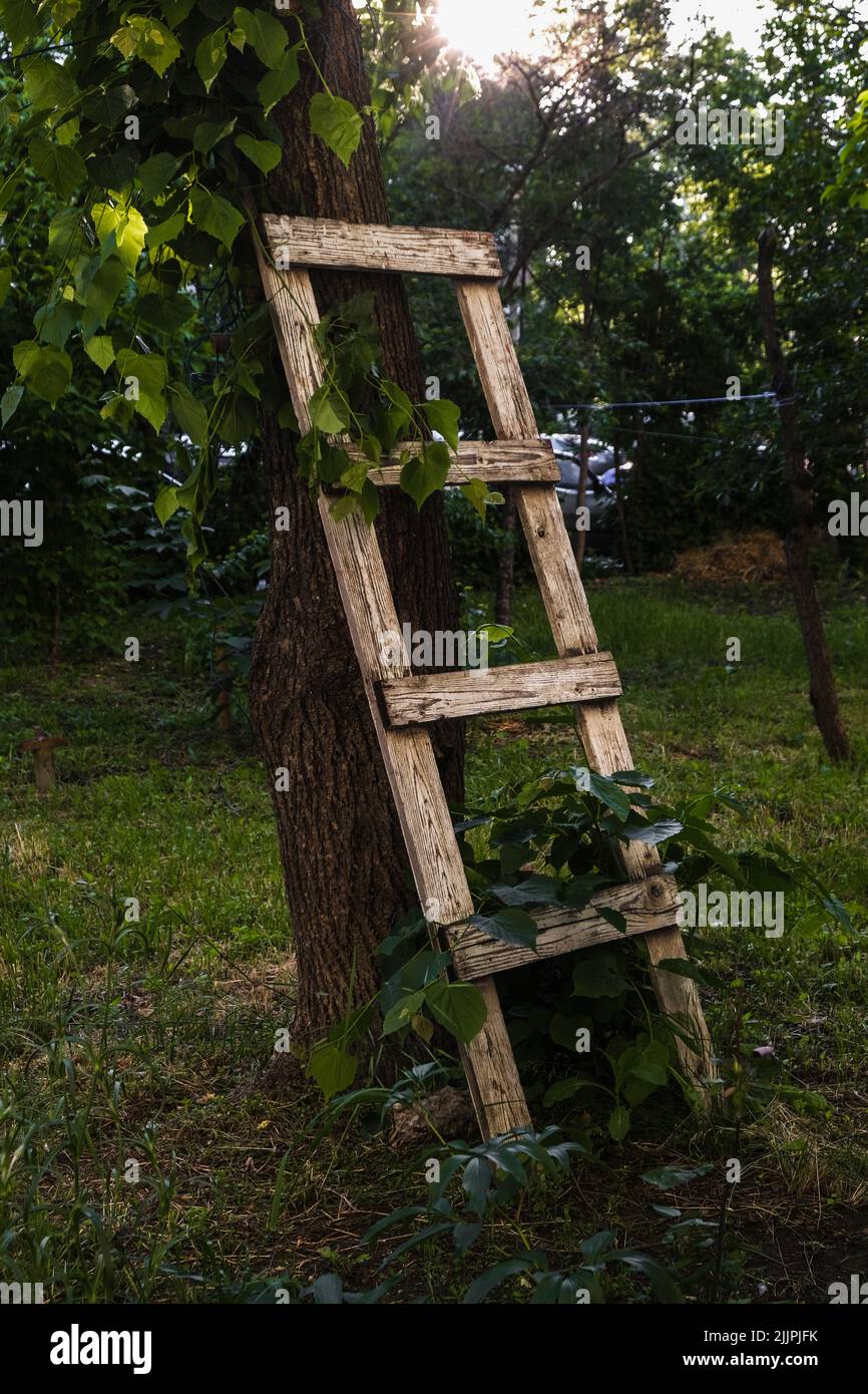 A vertical shot of a wooden ladder leaning on tree bark in a garden ...