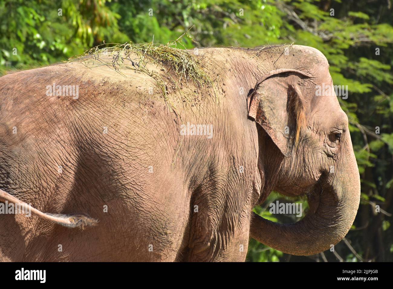 Elephant ear species hi-res stock photography and images - Alamy