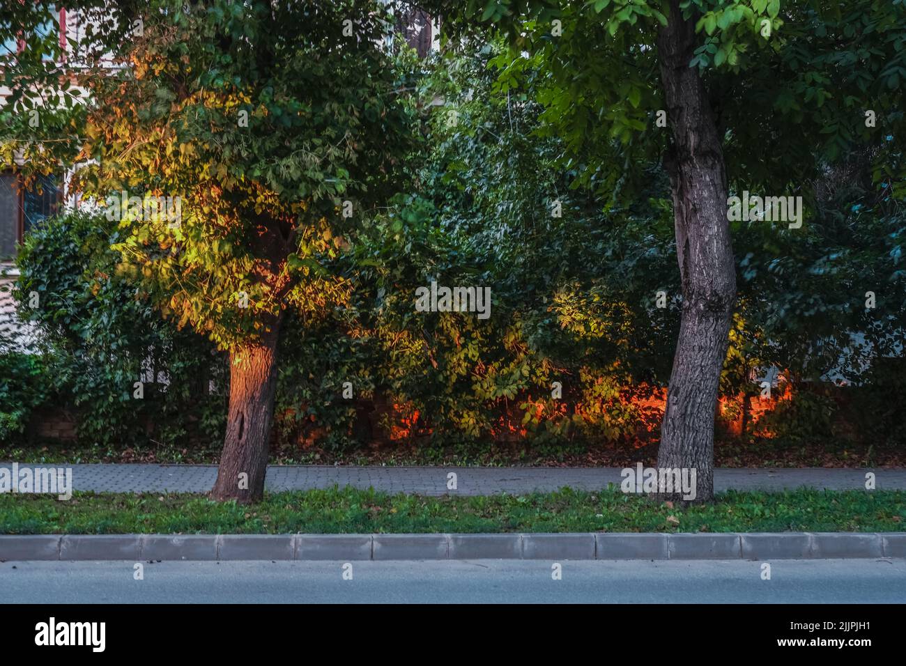 Lush green trees by the sidewalk in Iasi, Romania Stock Photo - Alamy