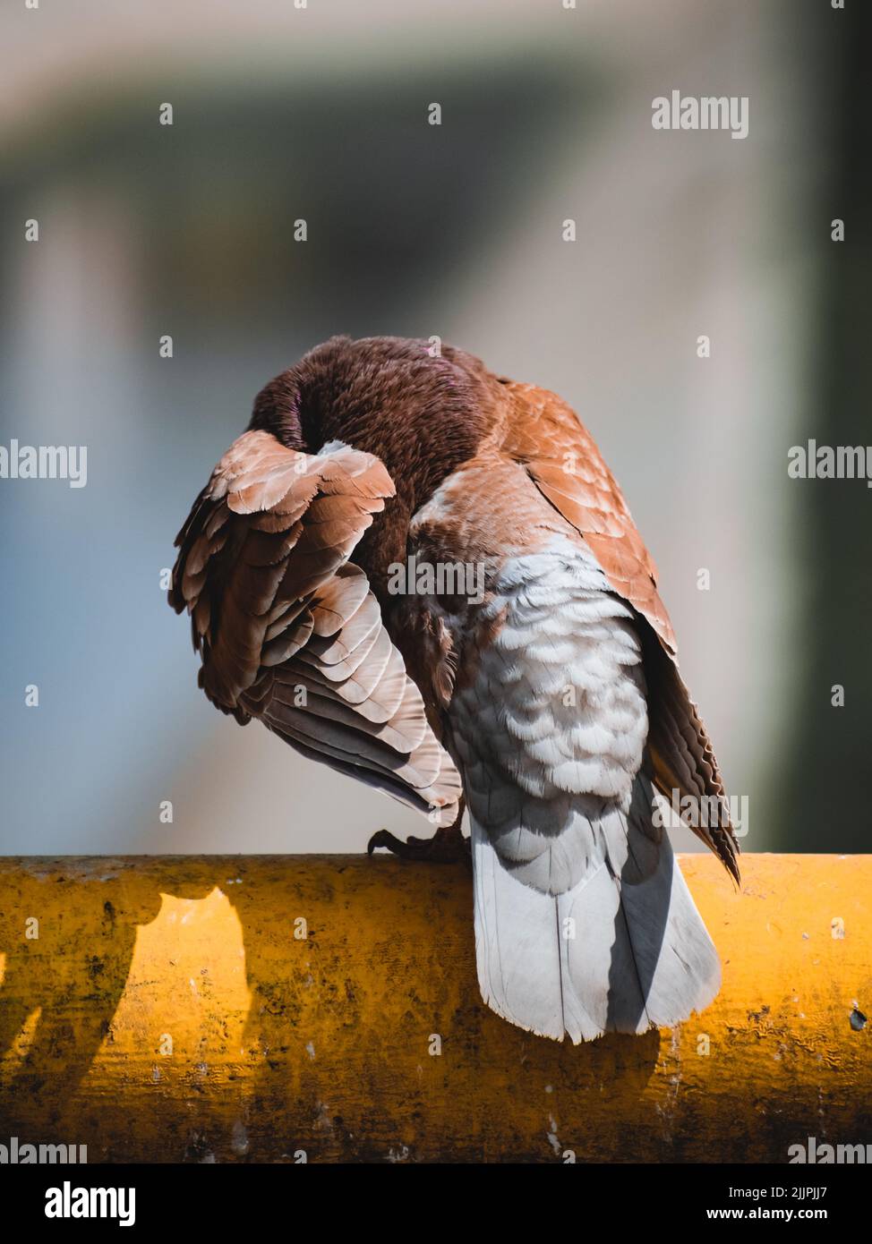 A back view of a brown pigeon on a yellow tube isolated on a blurred ...