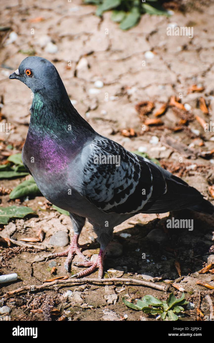A vertical shot of a colorful pigeon with a blurred background Stock ...