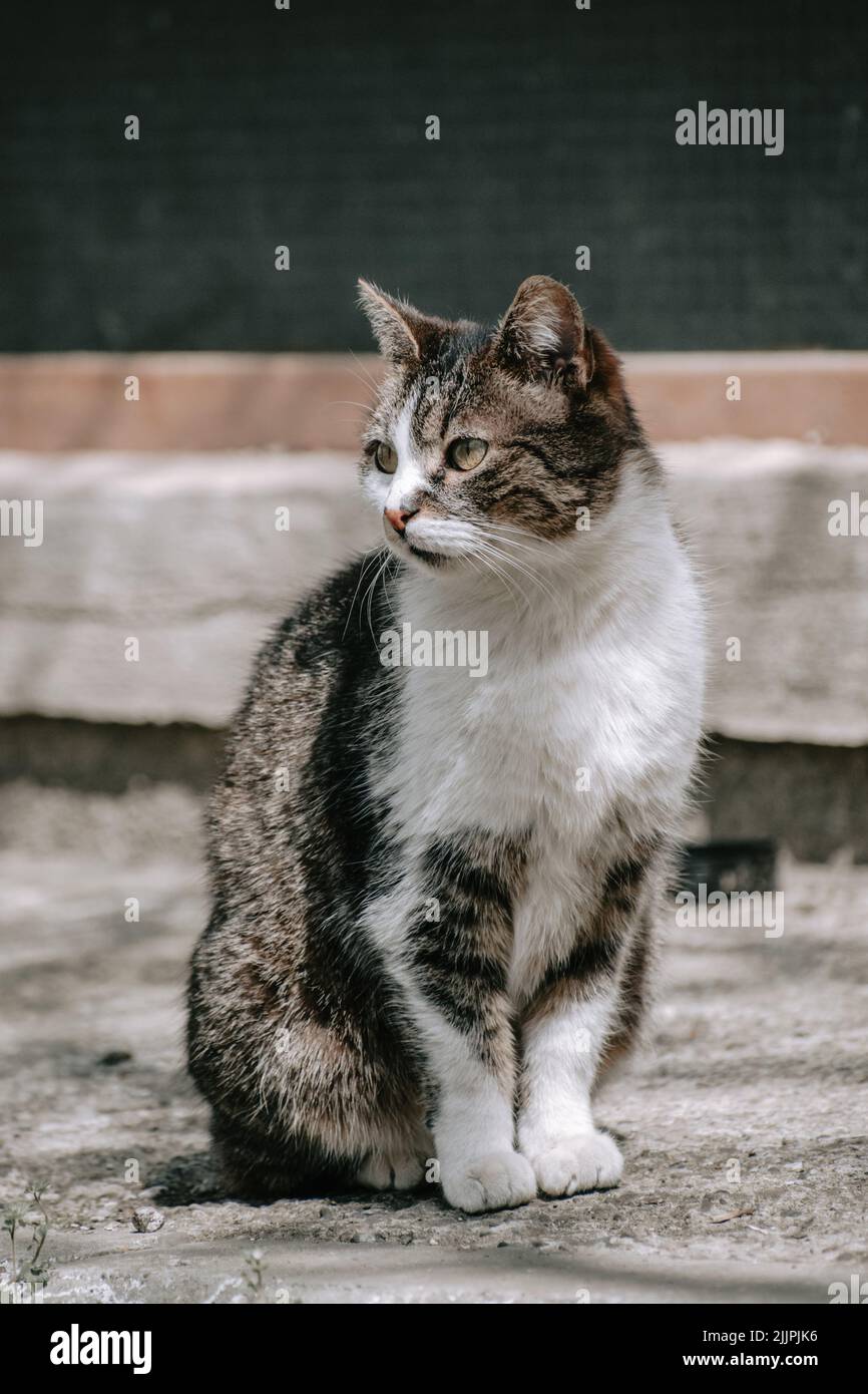 A vertical shot of a white and brown cat with a blurred background ...