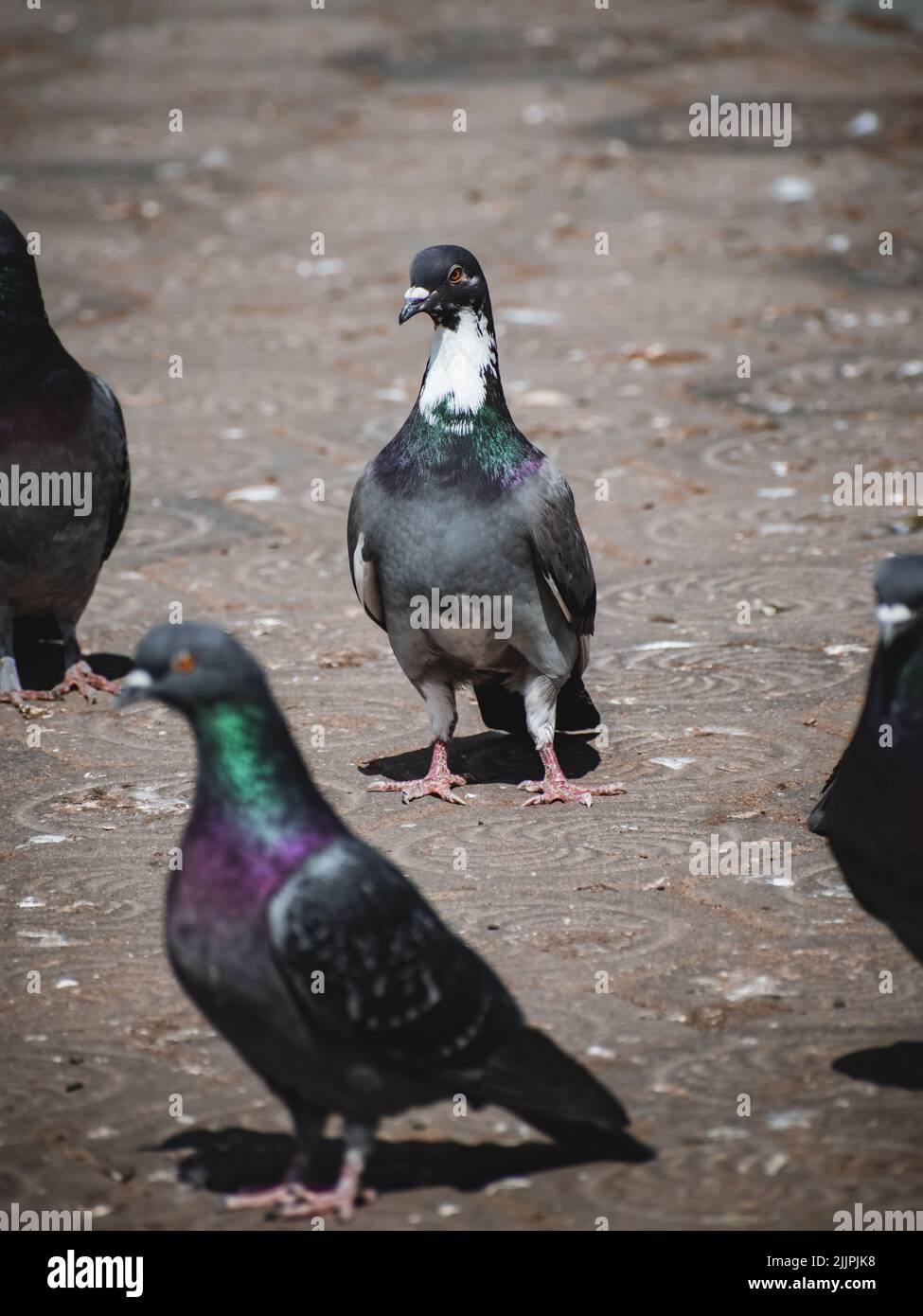 Group of pigeons hi-res stock photography and images - Alamy