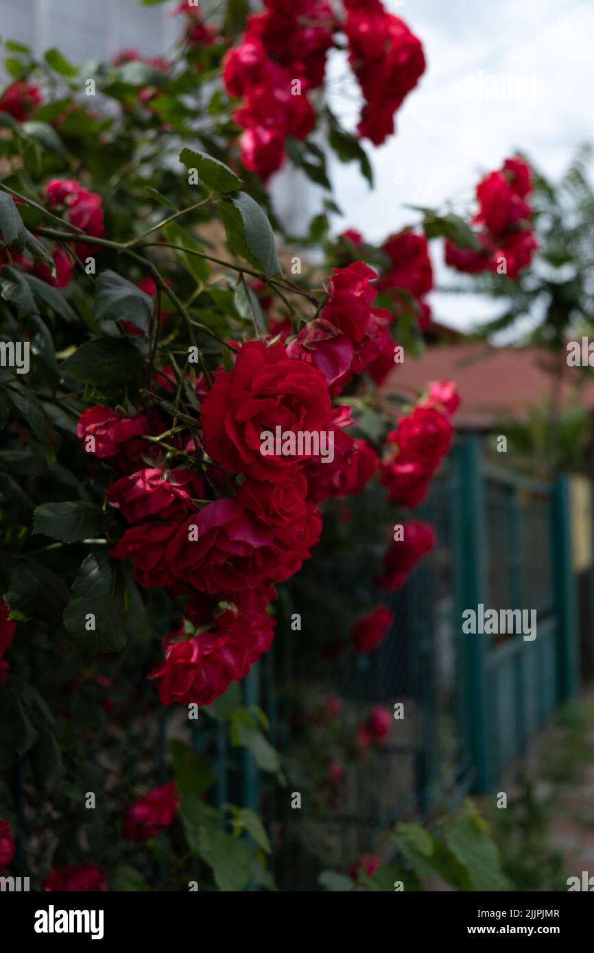 Red rose wall hi-res stock photography and images - Alamy