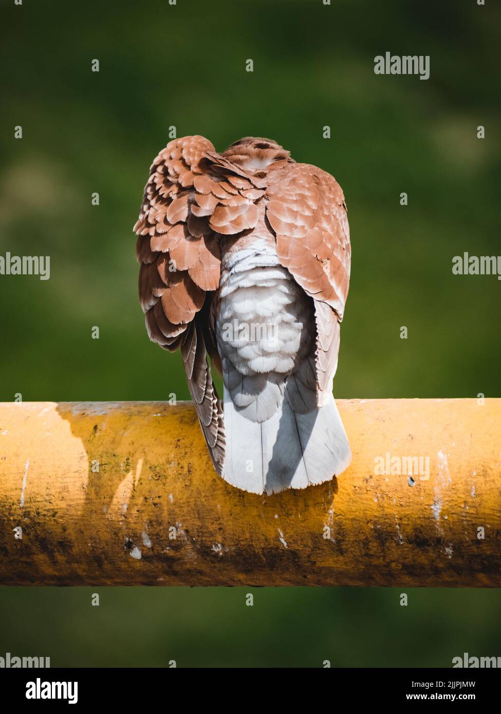 A back view of a brown pigeon on a yellow tube isolated on a blurred ...