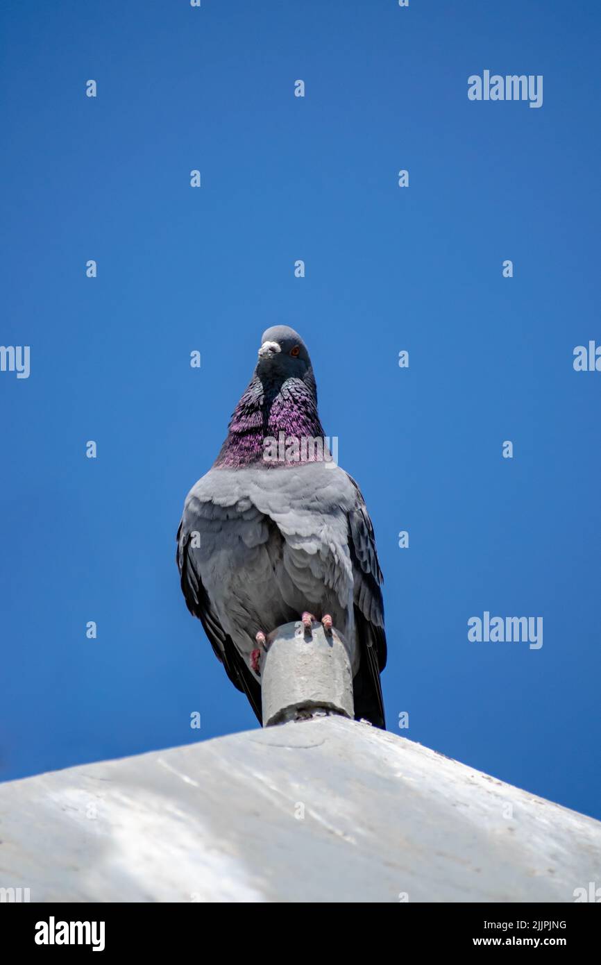 A vertical, low angle shot of a gray pigeon on a rooftop with a ...