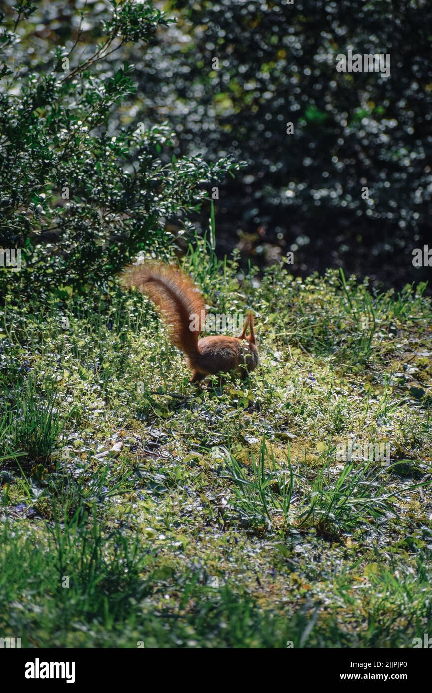 Squirrel running tree hi-res stock photography and images - Alamy