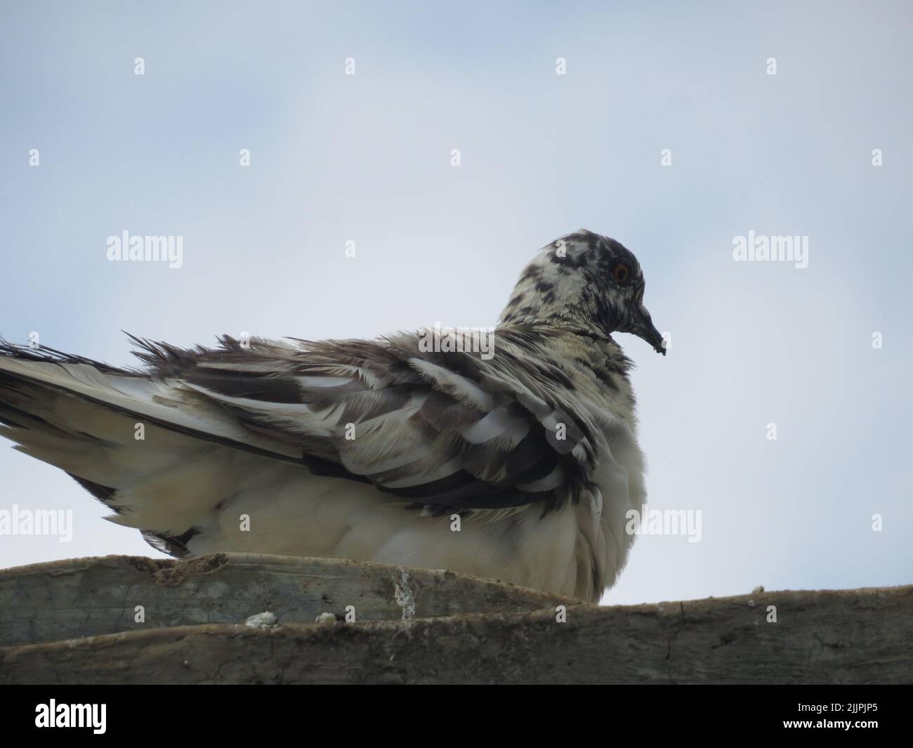 Beautiful pigeon hi-res stock photography and images - Alamy