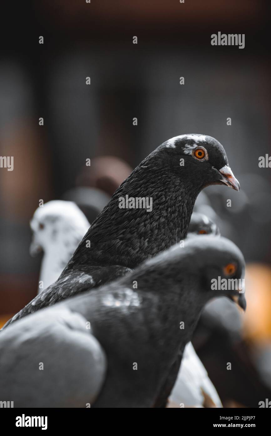 A vertical shot of a black pigeon with a blurry background of a group ...