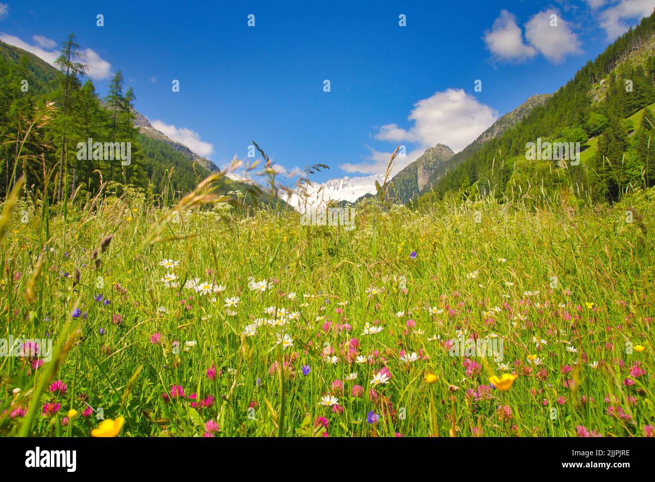 Alpine field of wildflowers hi-res stock photography and images - Alamy