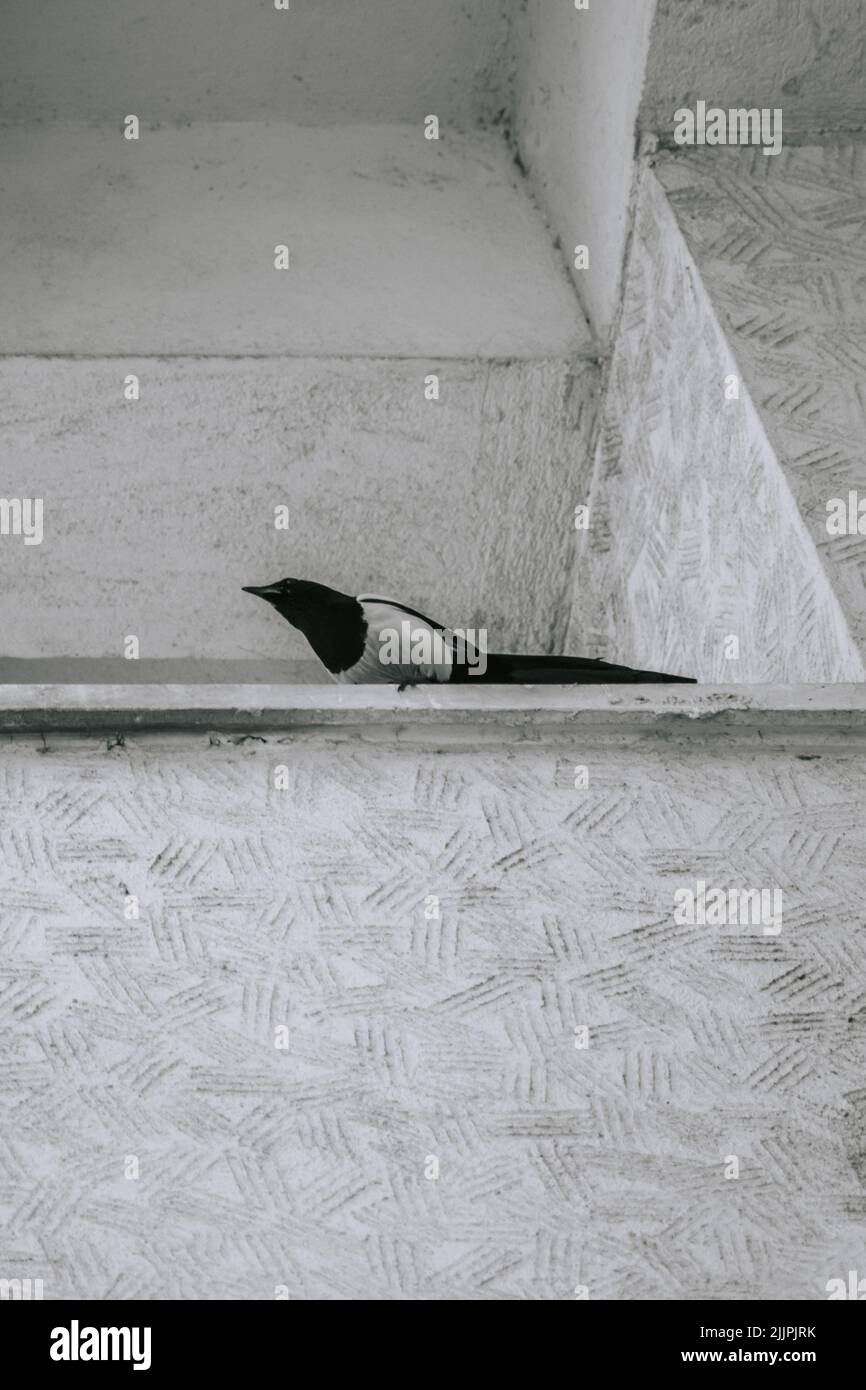 A grayscale, low angle shot of a crow on a building wall Stock Photo ...