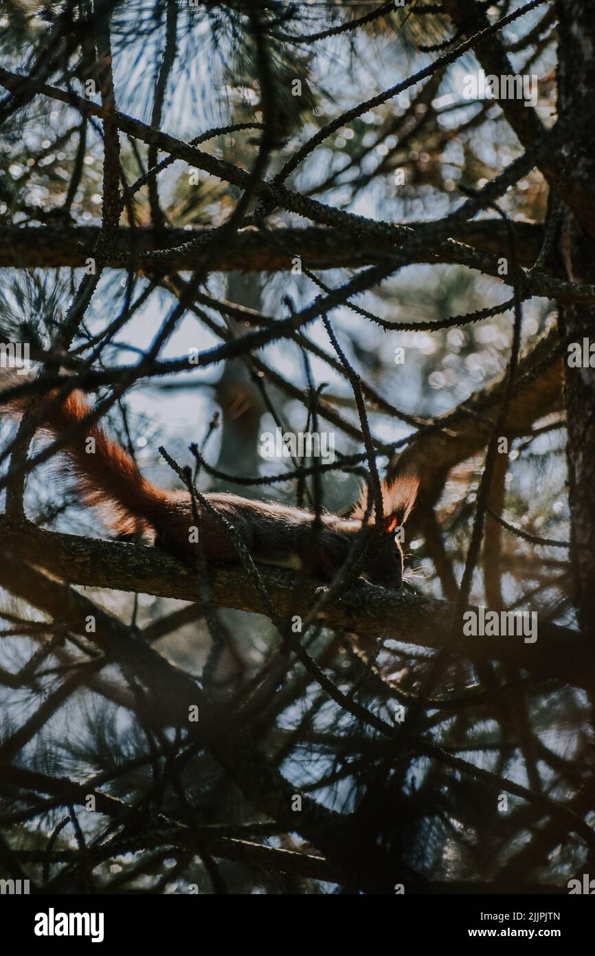 A vertical shot of Eastern gray squirrel in the forest in Lasi, Romania ...