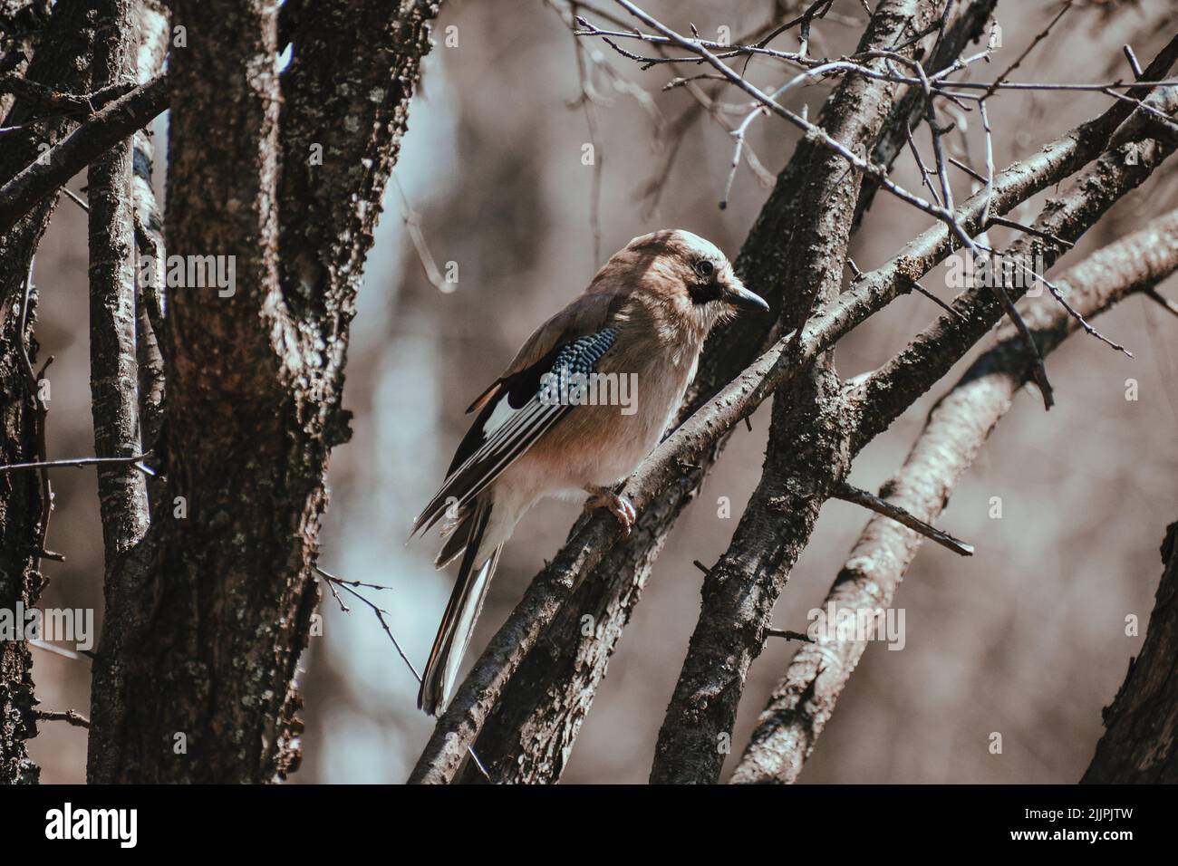 A vertical shot of a Eurasian jay on the branch of the tree in Lasi ...