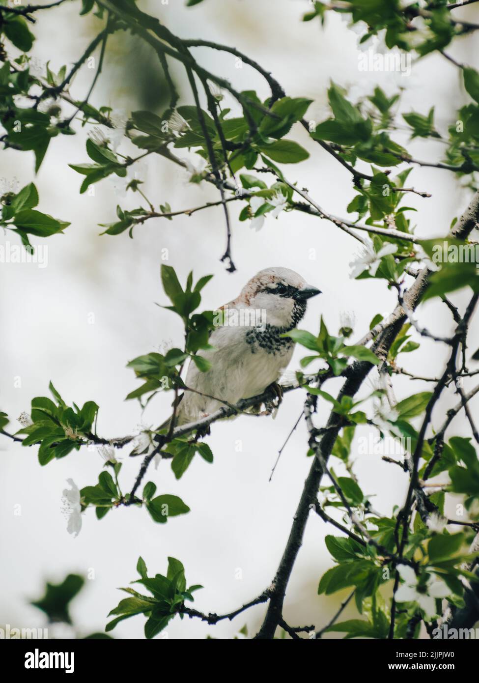 A vertical shot of red-backed shrike on the branch of the tree in Lasi ...