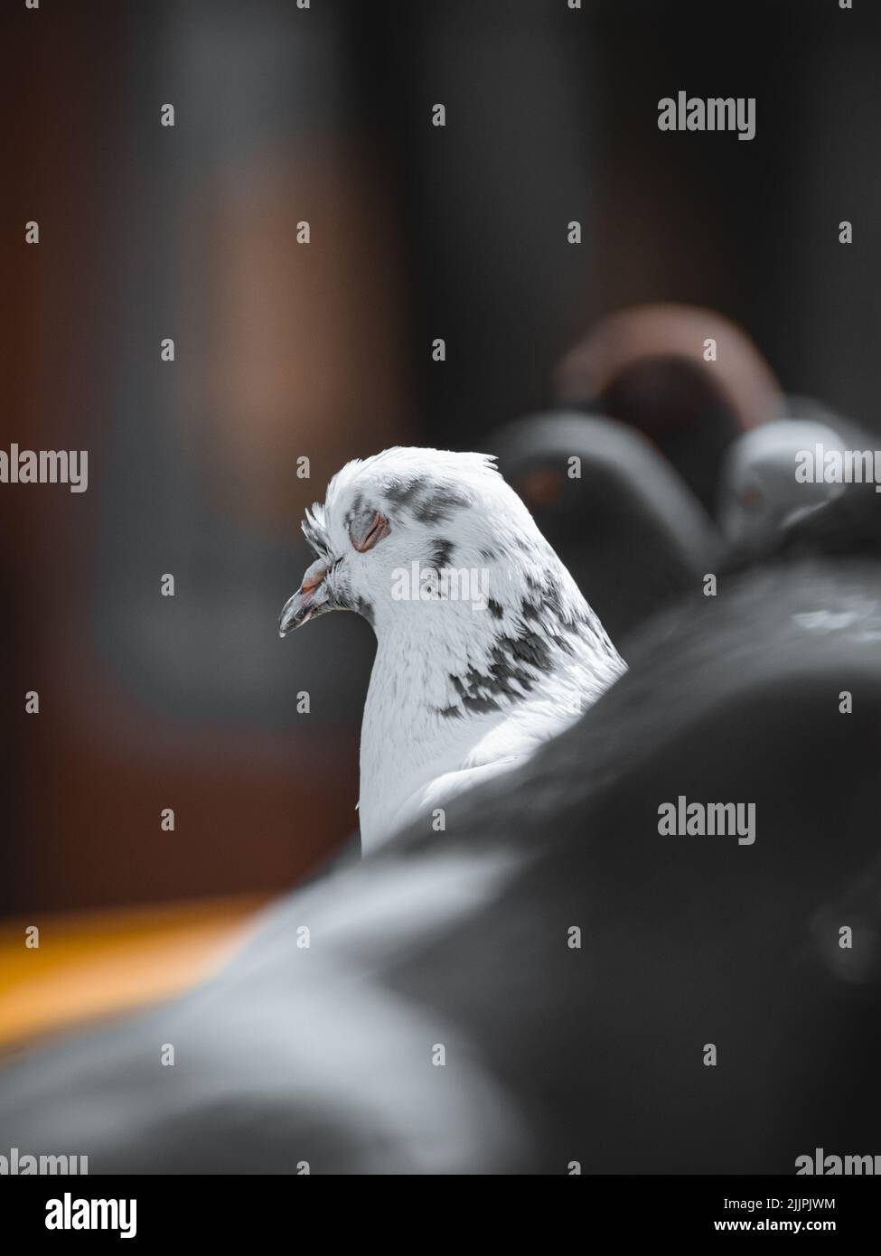 A vertical shot of columbas on the blurry background in Lasi, Romania ...