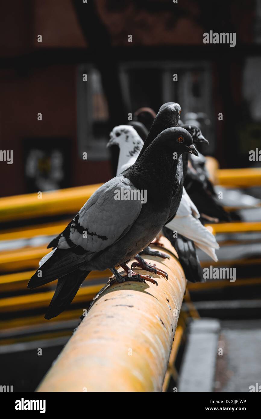 Romania lasi hi-res stock photography and images - Alamy