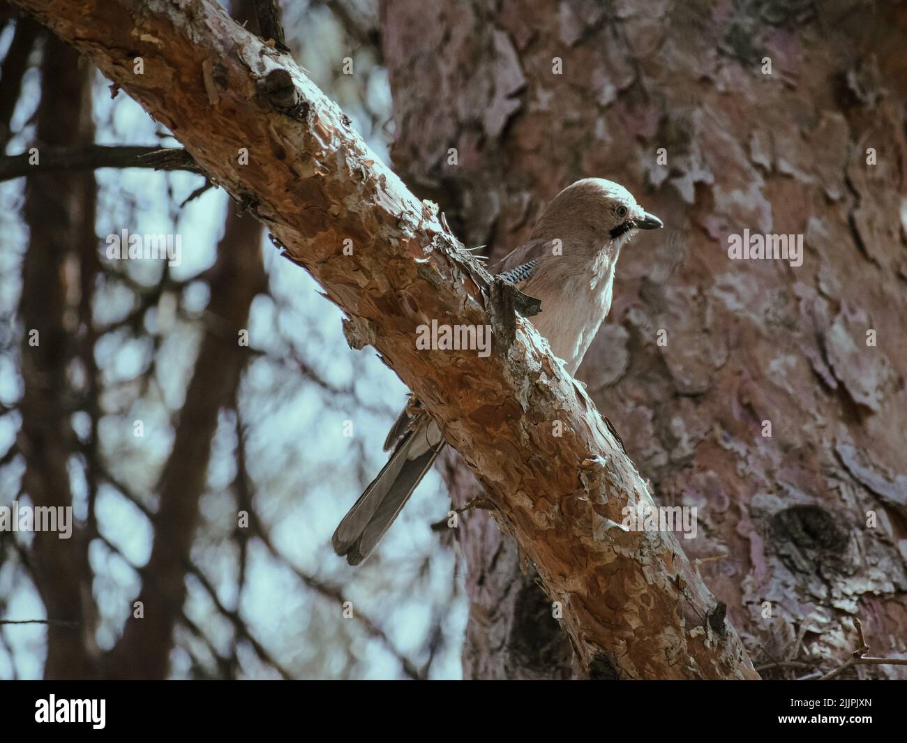 A closeup shot of a Eurasian jay on the branch of a tree in Lasi ...