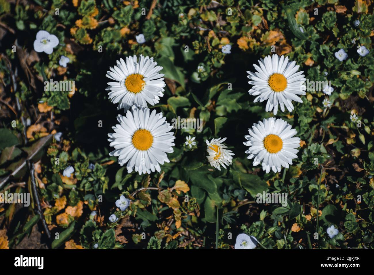 Matricarias hi-res stock photography and images - Alamy